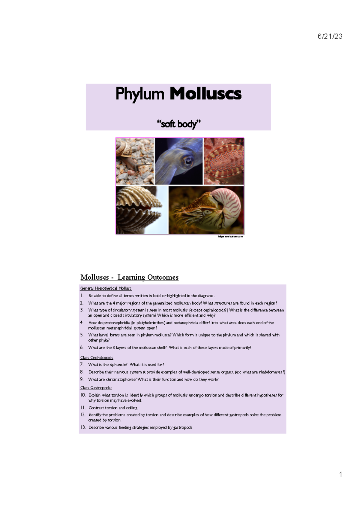 10 Molluscs Lecture Summer 2023 - owlcation Molluscs - Learning ...