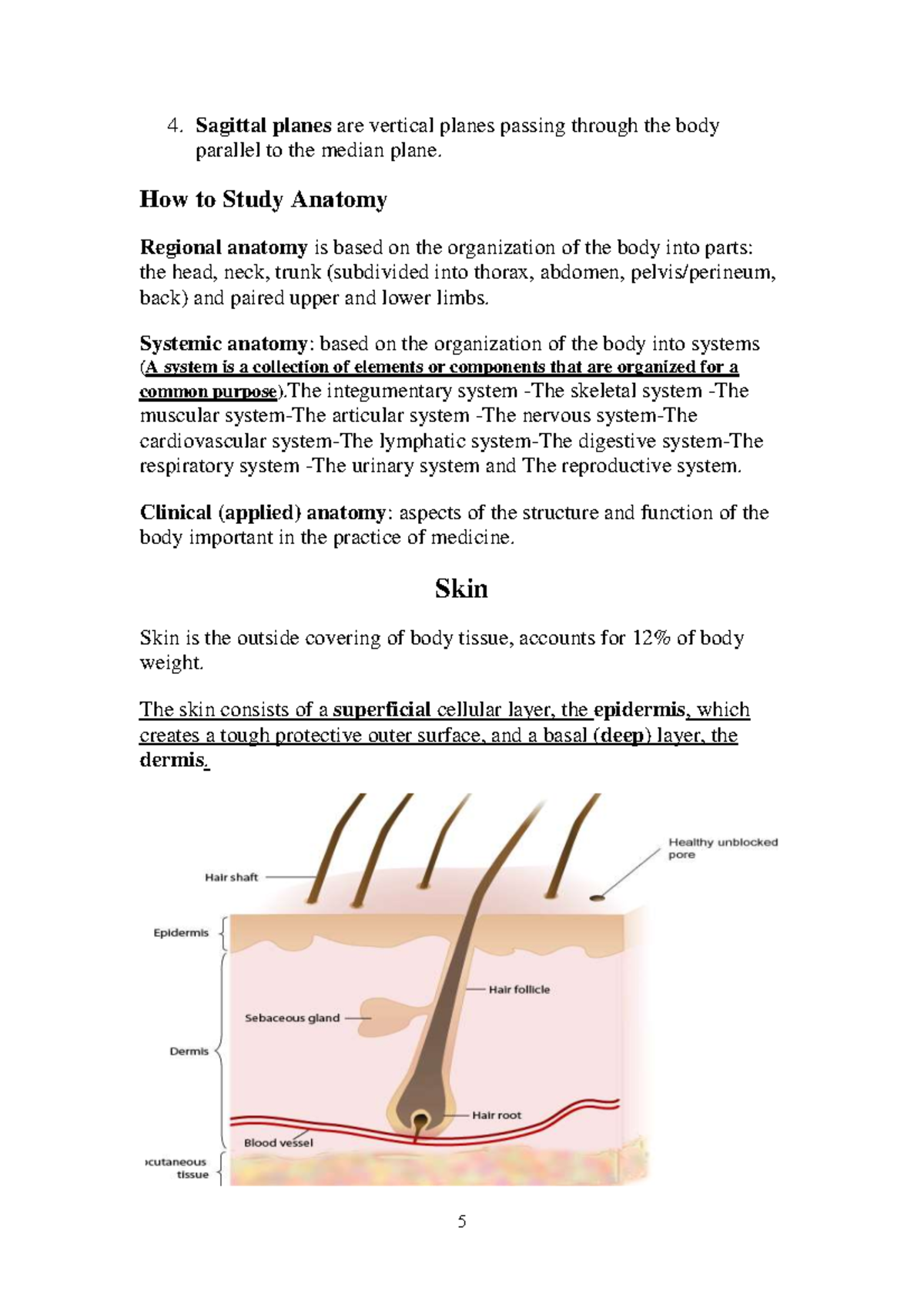 Skin - skin anatomy and its clinically importance - Sagittal planes are ...