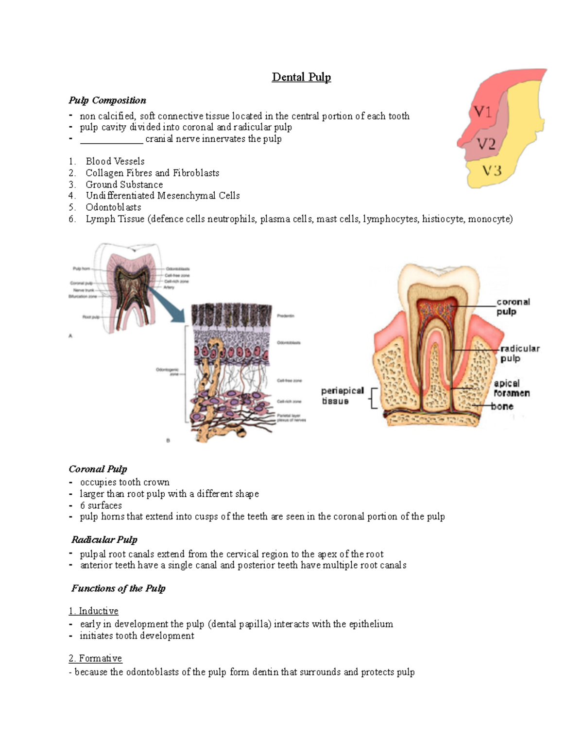 Dental Pulp - Professor Rana Bazzi - Dental Pulp Pulp Composition - non ...