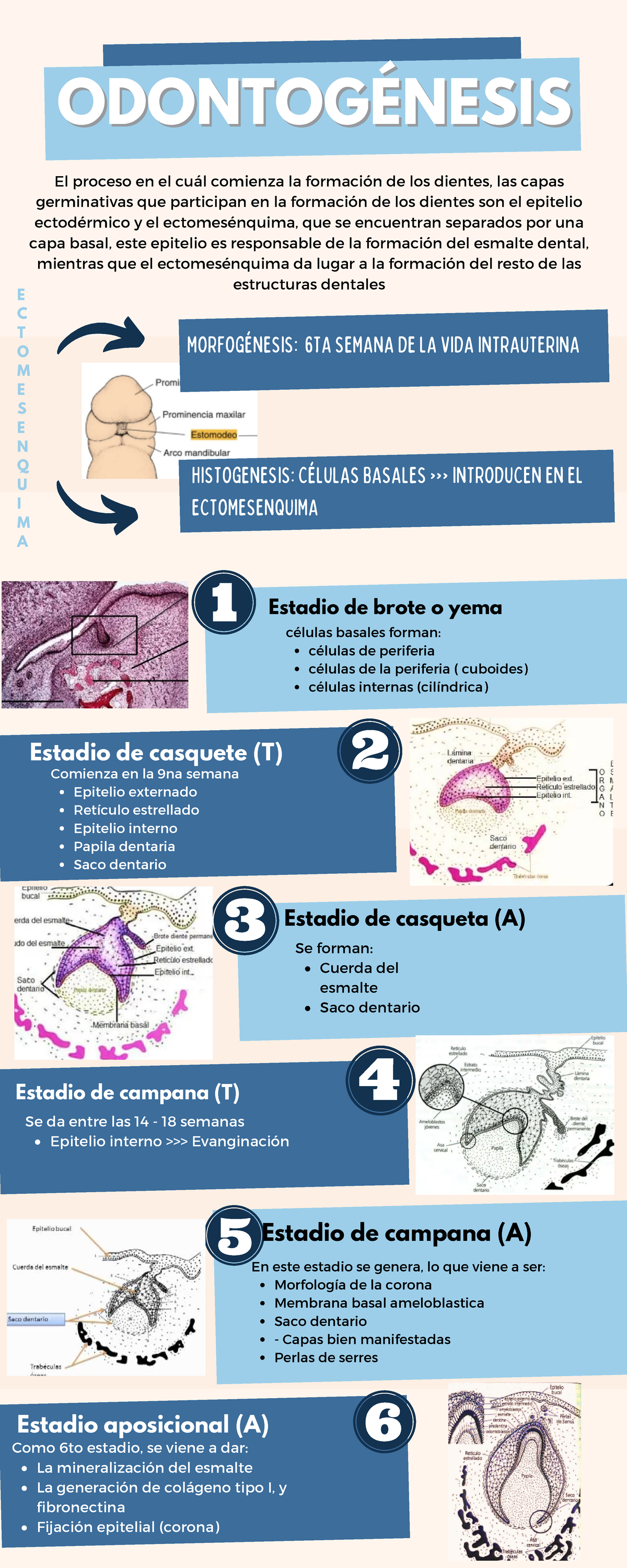 Infografia odontogenesis - células de periferia células de la periferia ( cuboides) células ...