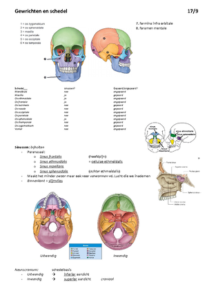 Anatomie Anatomie - Botten en schedel I - Anatomie – Botten en schedel ...