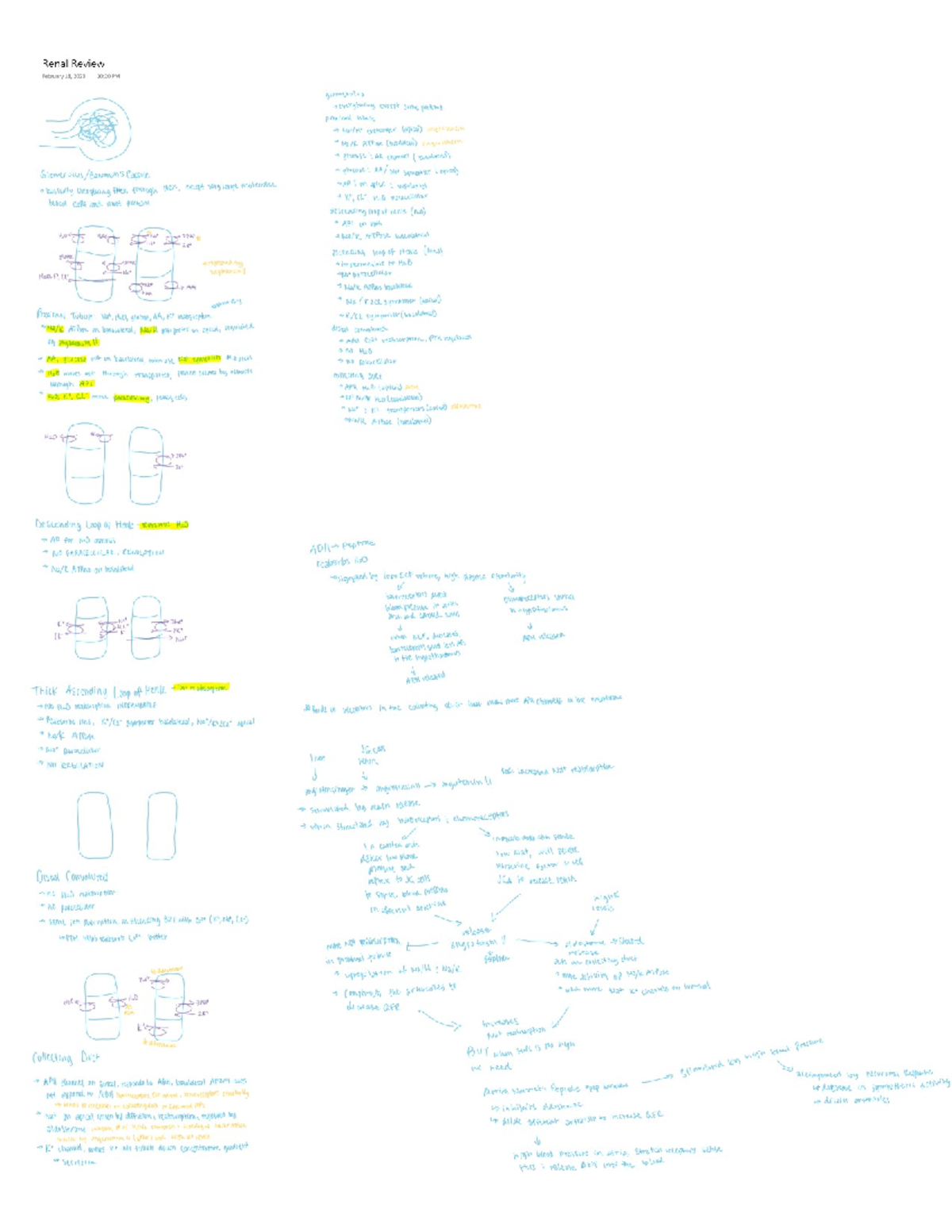 Renal Physiology Review - 1021 - Studocu