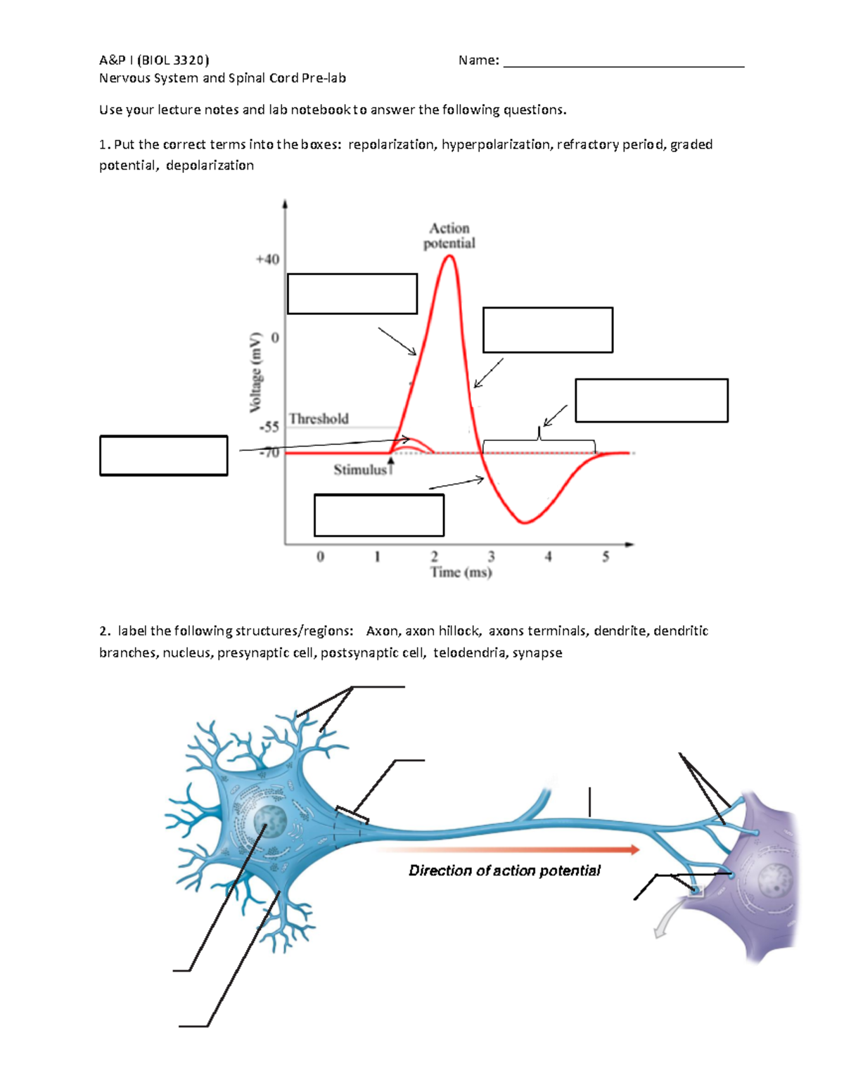 Lab 6 prelab - neuron and spinal nerves-1 - A&P I (BIOL 3320) Name ...