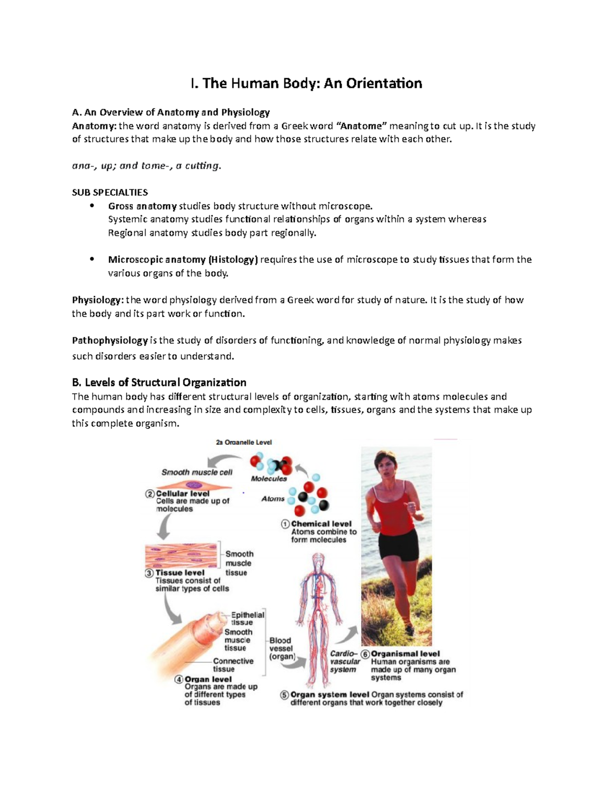 1UNIT 1 Anaphy - I. The Human Body: An Orientation A. An Overview of ...