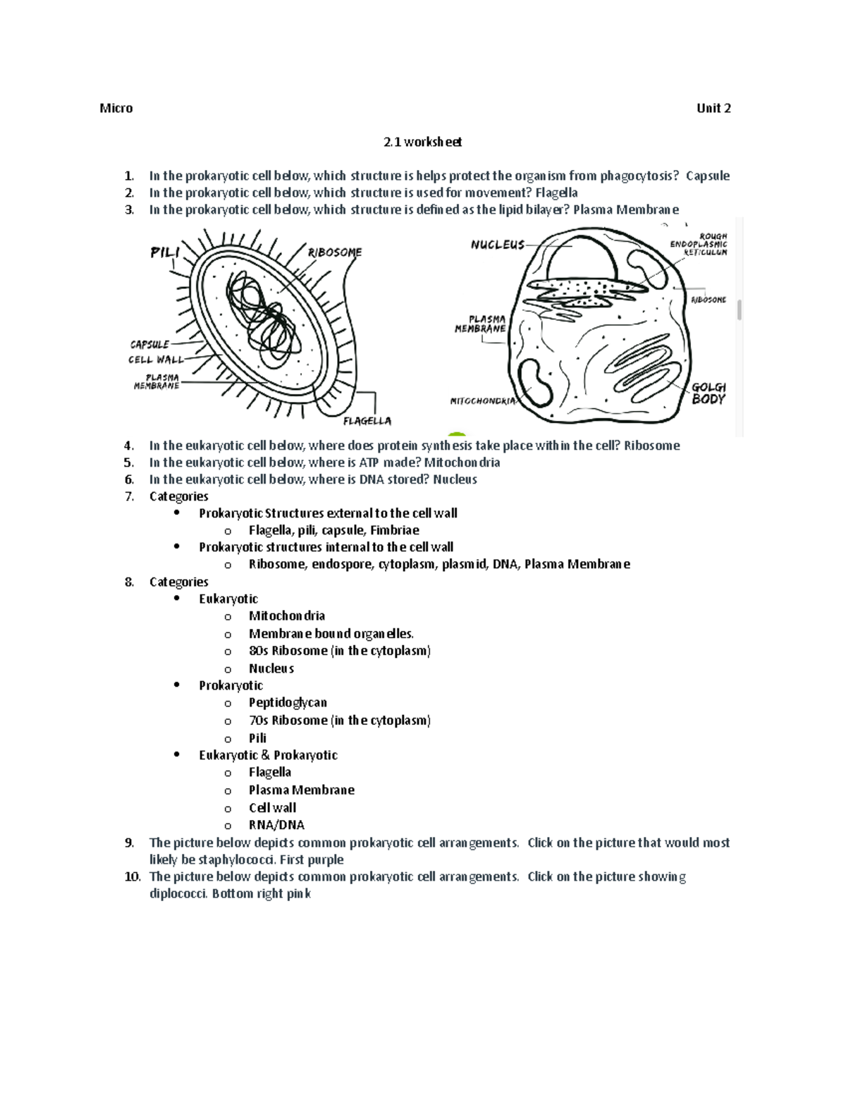 Micro Unit 2 worksheets - Micro Unit 2 2 worksheet In the prokaryotic ...