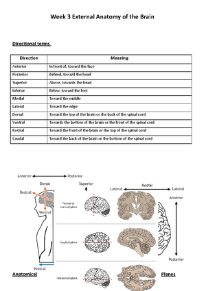 Week 4 Internal Anatomy of the Brain - Located around the periphery of ...