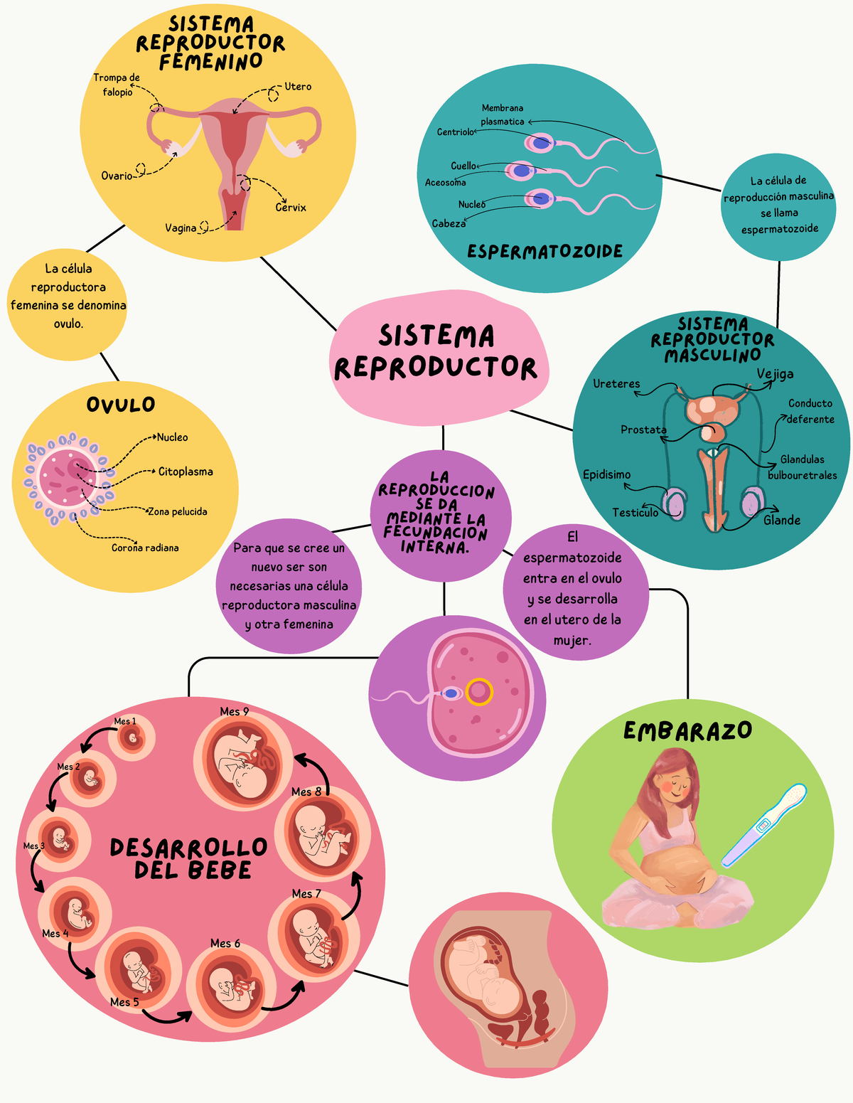 Sistema reproductor 20240504 205723 0000 - Citoplasma Corona radiana ...