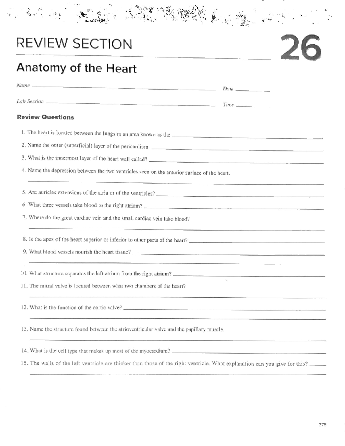 Anatomy of the heart - BIOL 3402 - Studocu