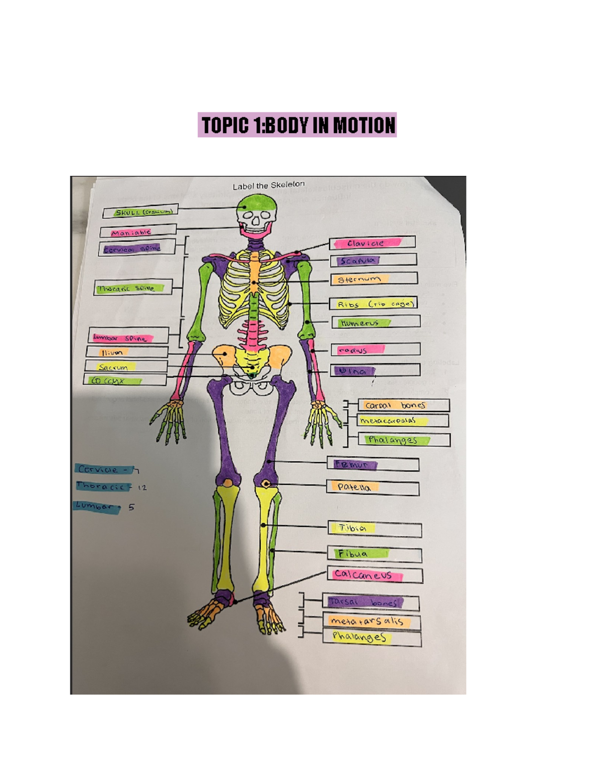 Pdhpe notes summary notes topic 1 - TOPIC 1:BODY IN MOTION ####### 5 ...