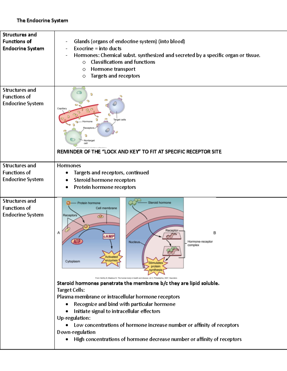 Exam 3 Pathopharm - good stuff - The Endocrine System Structures and ...