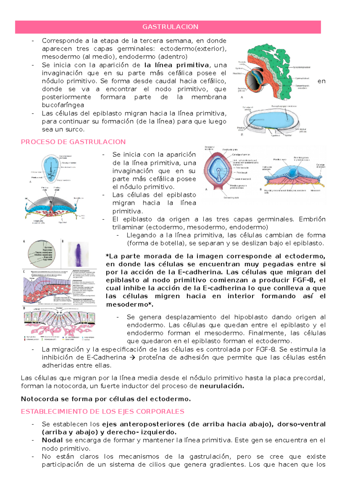 Clase 5 - Corresponde a la etapa de la tercera semana, en donde ...