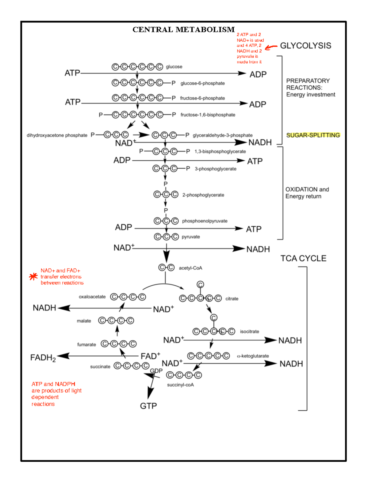 Cheat Sheet 12+Central Metabolism - CENTRAL METABOLISM 2 FERMENTATION ...
