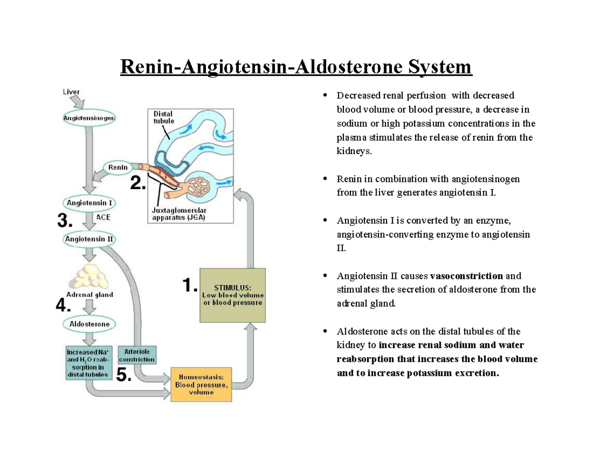 NRS 2010 RAA System Handout - Renin-Angiotensin-Aldosterone System ...