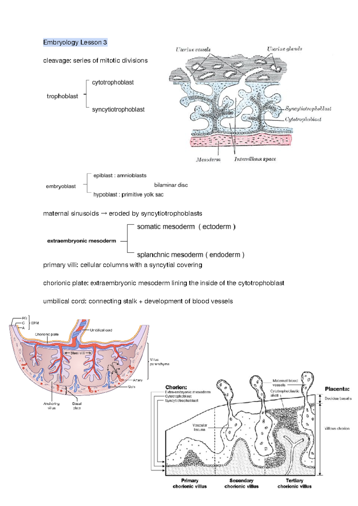 Anatomy I Embryo Summary - Embryology Lesson 3 cleavage: series of ...