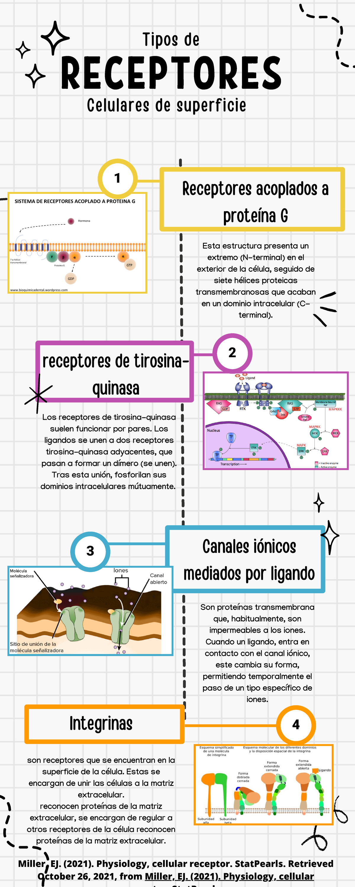 Receptores 3 - Infografia para la Dra Susana - 4 RECEPTORES 1 2 3 Esta ...
