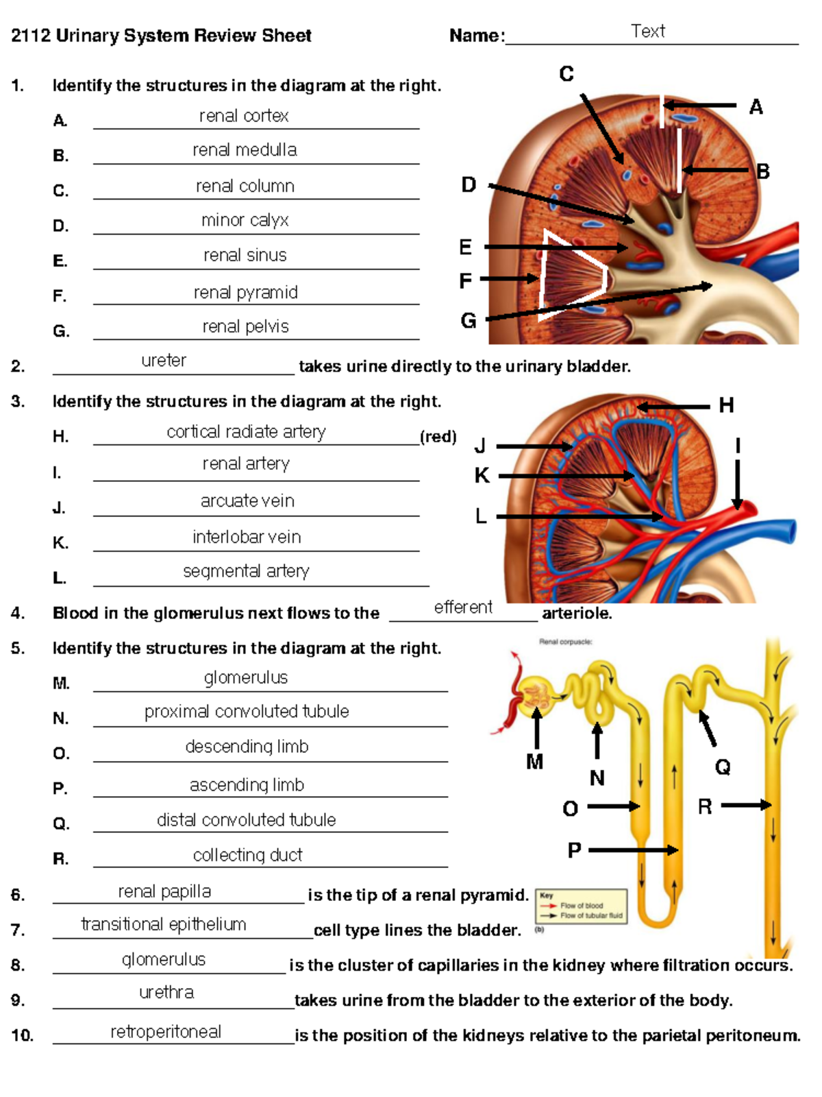 2112 Urinary System Review - BIO 2112 - Studocu