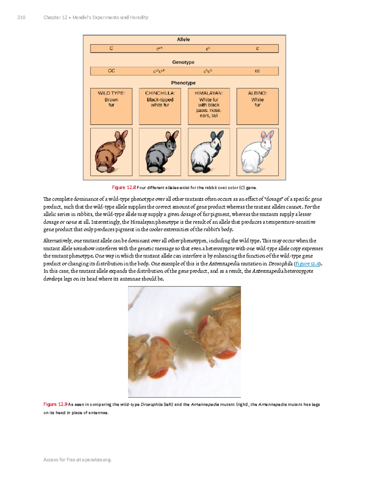 Chapter 12 Mendel's Experiments and Heredity Part 6 - Figure 12 Four ...