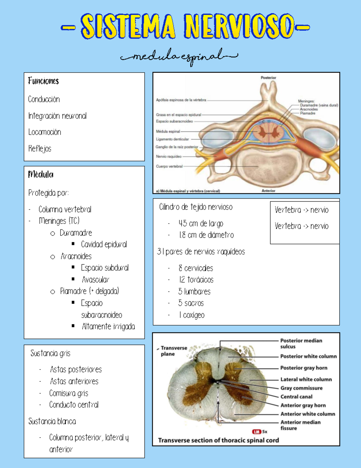 Nervioso pt 2- funciones y partes de médula espinal, nervios espinales ...