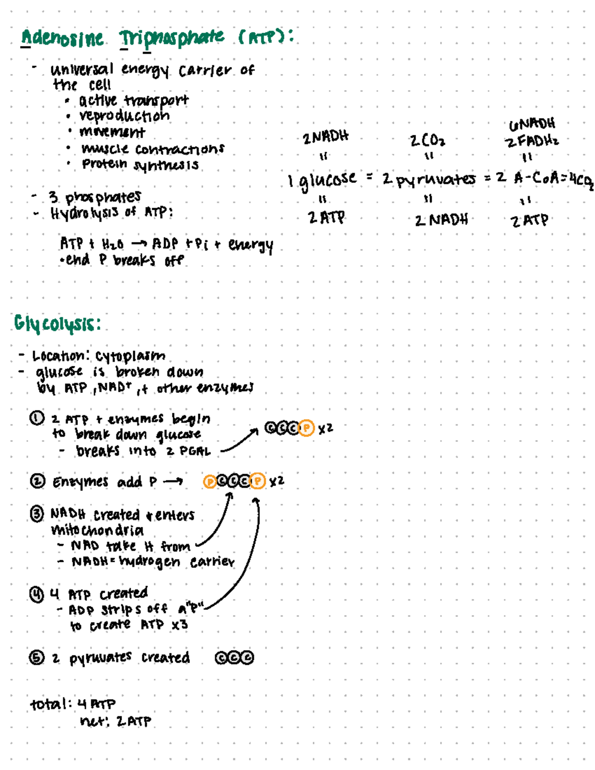 Cellular respiration cheat sheet - BIOL 1110 - Studocu