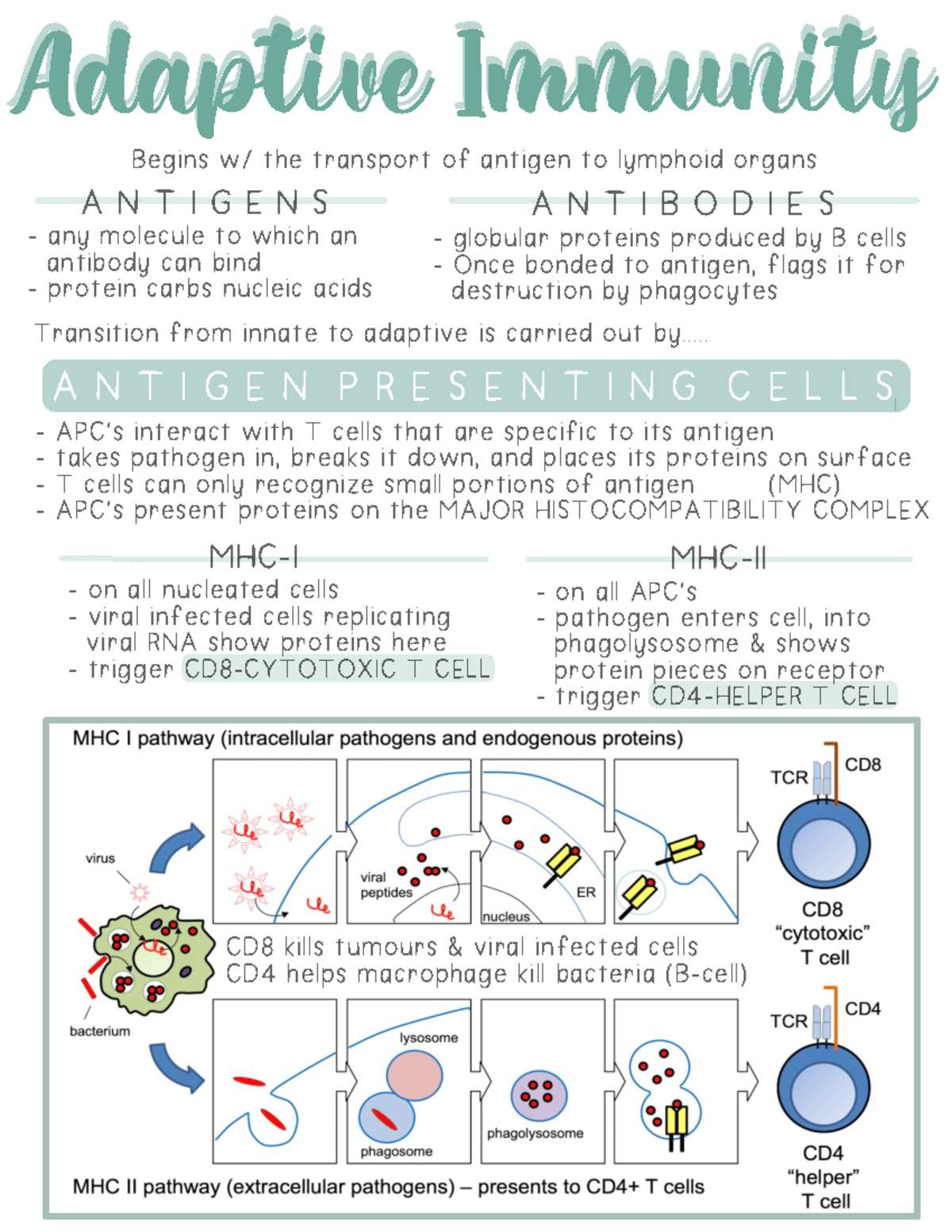 Adaptive Immunity - Adaptive Immunity Begins w/ the transport of ...