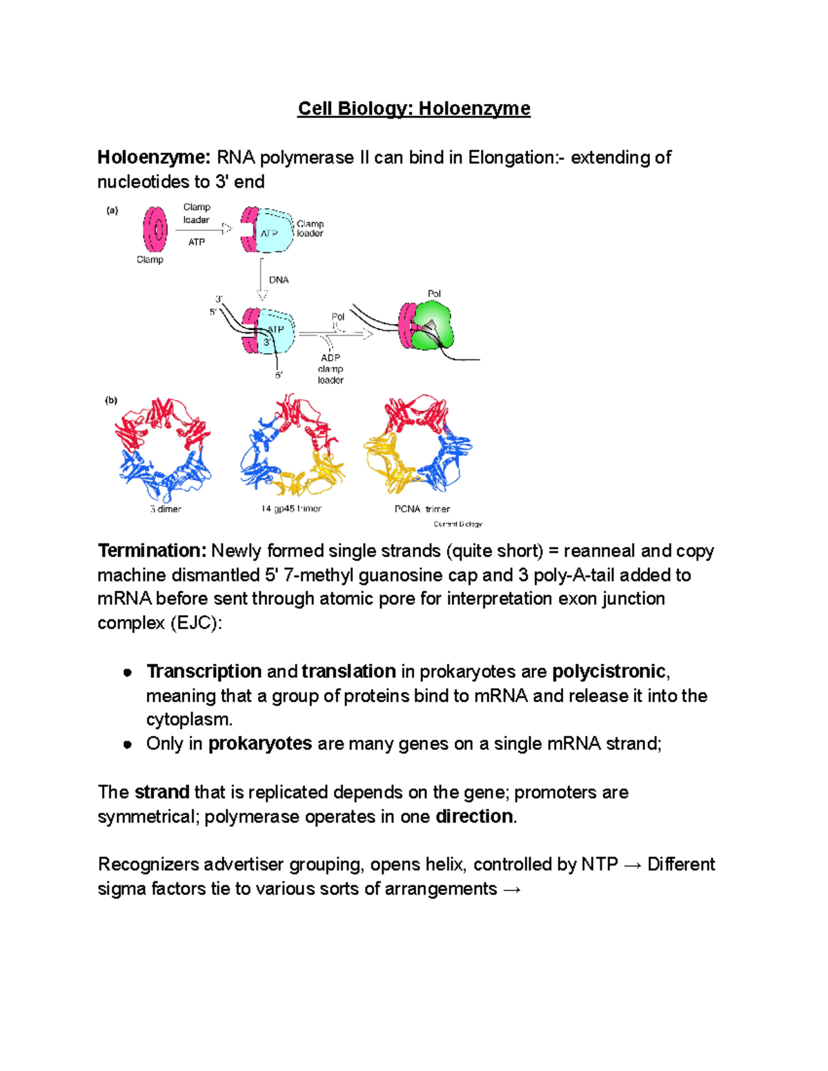 Cell Biology Holoenzyme - Cell Biology: Holoenzyme Holoenzyme: RNA ...