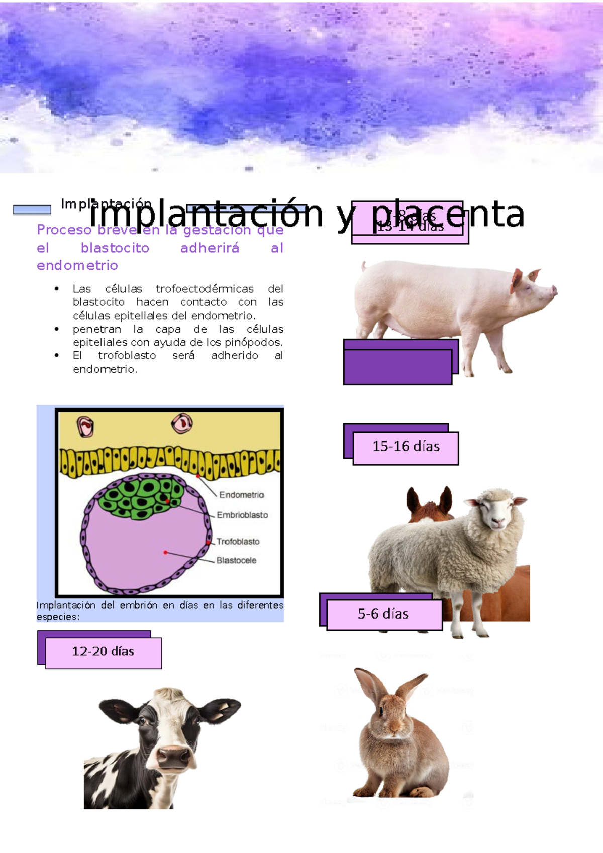Implantación - jy7 uy75t - Implantación Proceso breve en la gestación ...