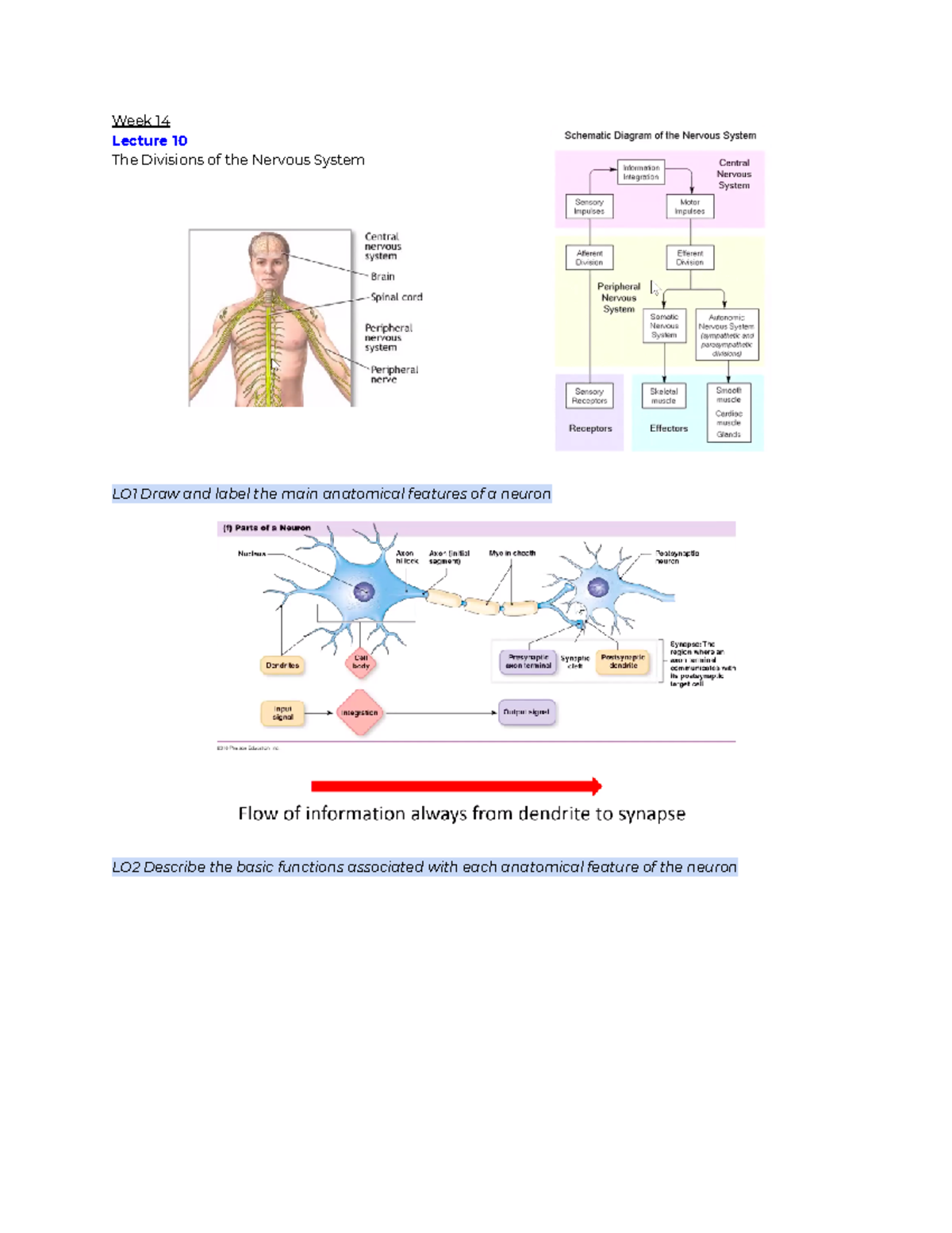 Physiology Weeks 4-8 - Lecture notes 4-8 - Week 14 Lecture 10 The ...