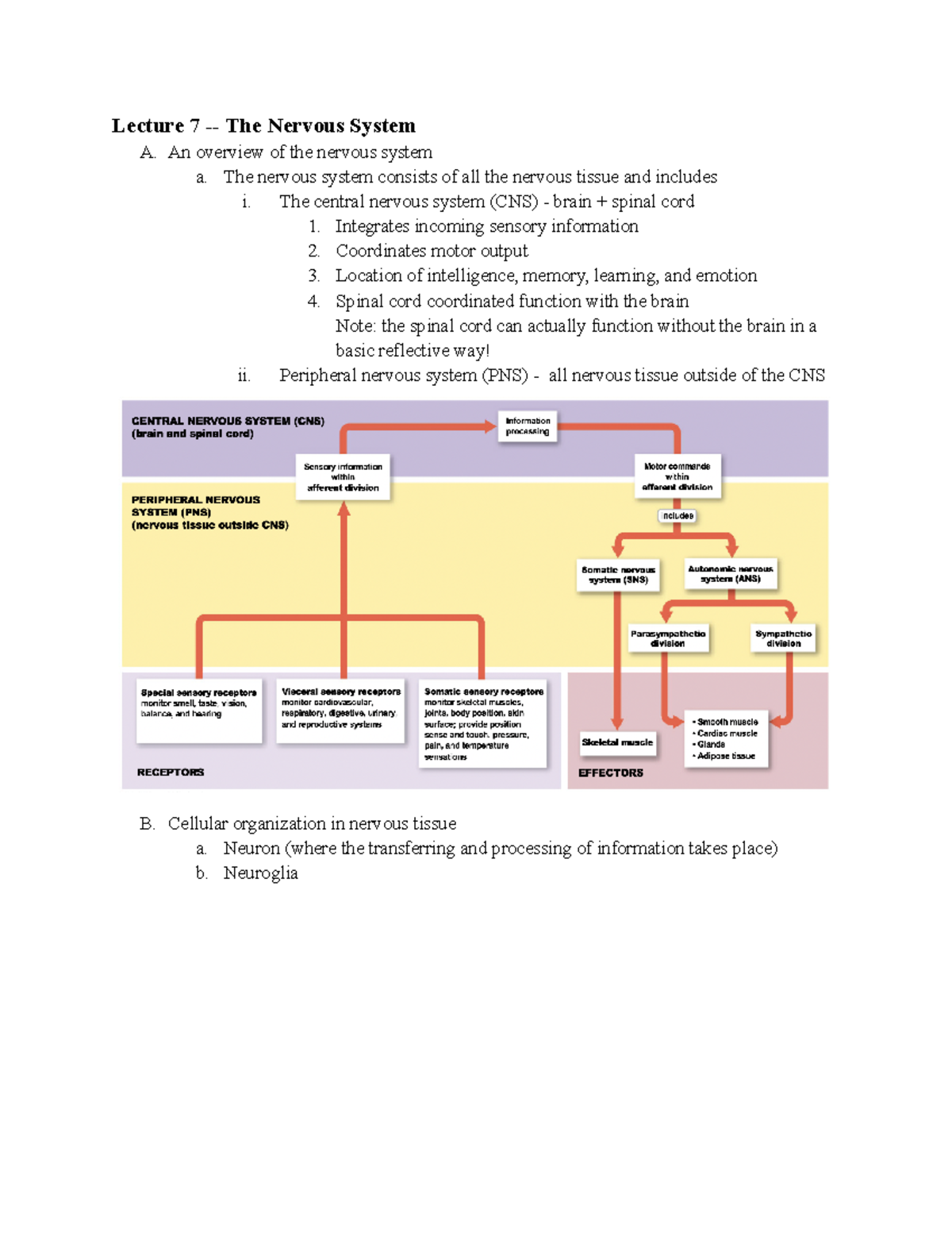 Lecture 7 - The Nervous System - Lecture 7 - The Nervous System A. An ...