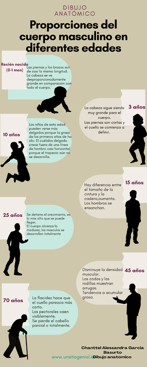 Proporciones Del Cuerpo Masculino Conforme A La Edad Infografía