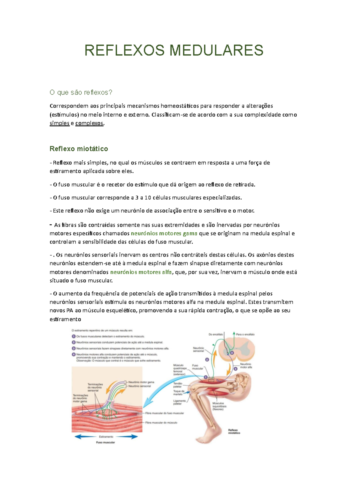 Reflexos Medulares - Resumo Anatomia e Fisiologia I - REFLEXOS MEDULARES O que são reflexos ...