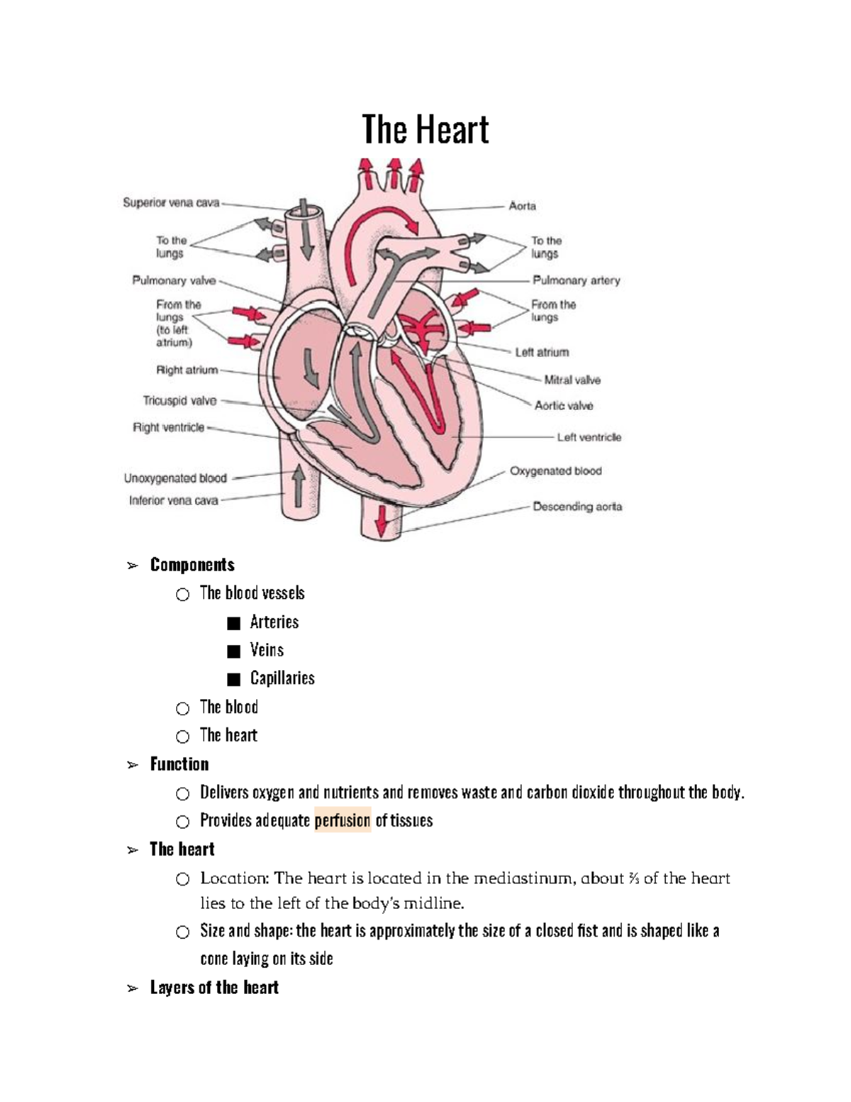 A&P II The Heart Notes - HSCI.1020 - UML - Studocu
