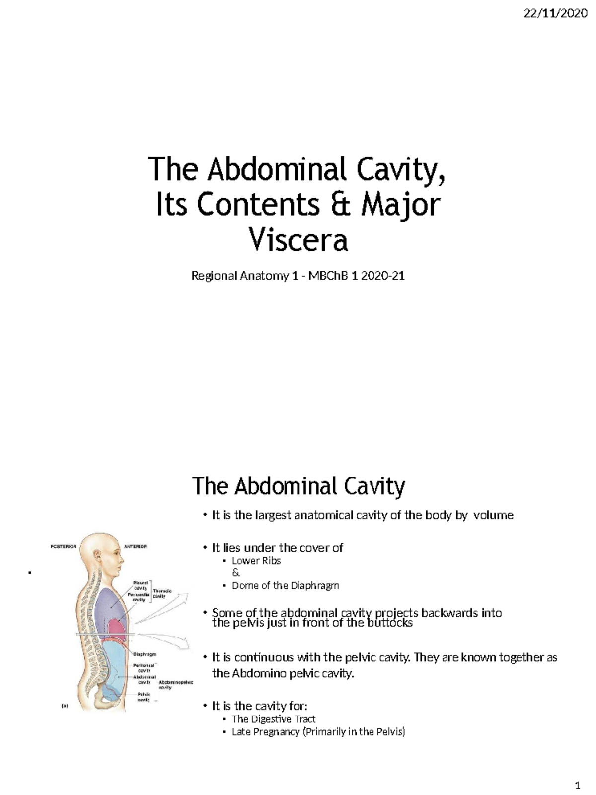 Gross Anatomy of The Abdomen, Abdominal Cavity & Its Contents - 22/11 ...