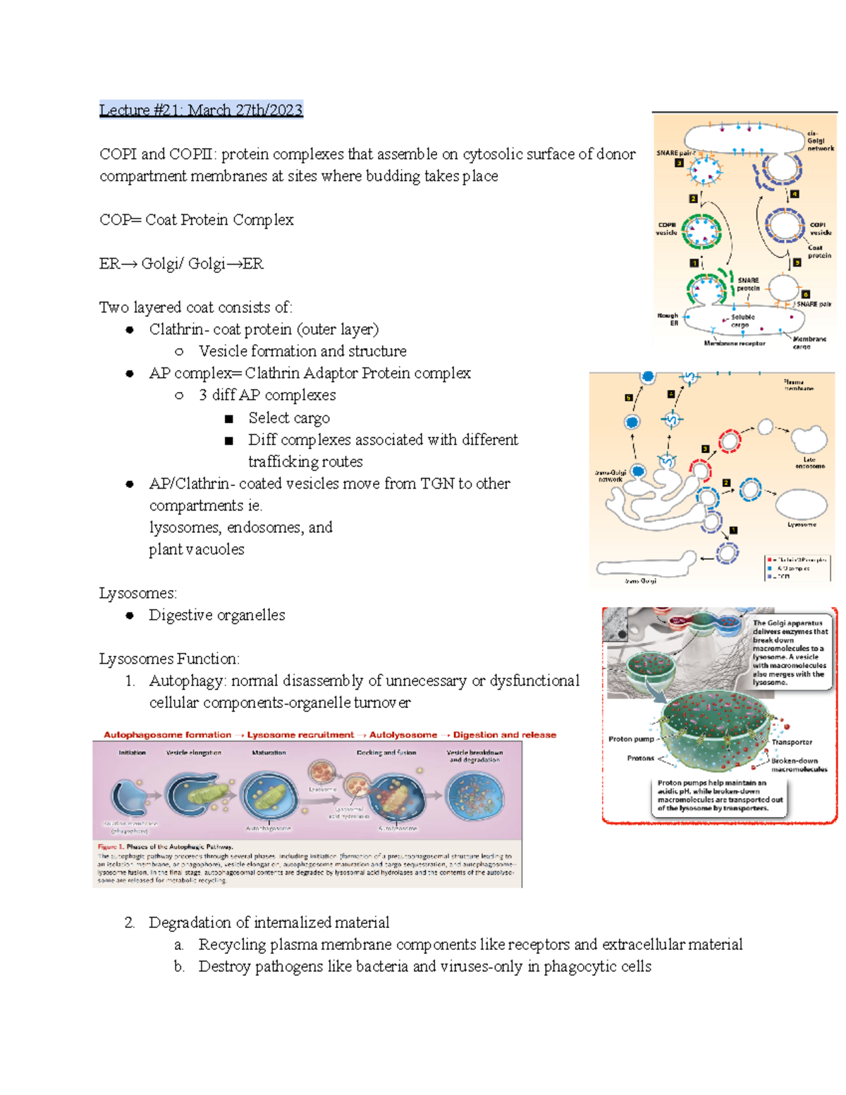 Lecture #21- Lysomes/Vacuoles and COP proteins - Lecture #21: March ...