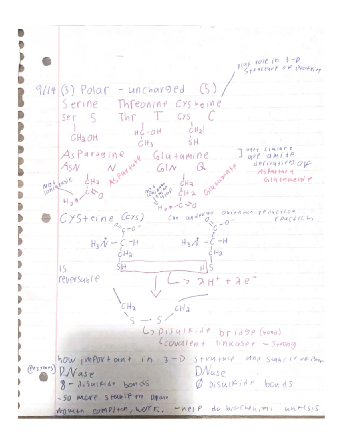 Biochemistry notes pages 19-29 - BIO 4010 - Studocu