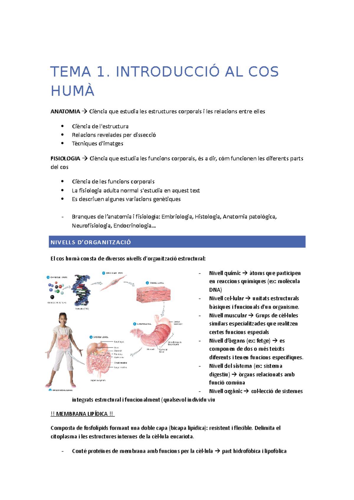 TEMA 1 - Introducció al cos humà - TEMA 1. INTRODUCCIÓ AL COS HUMÀ ANATOMIA Ciència que estudia ...