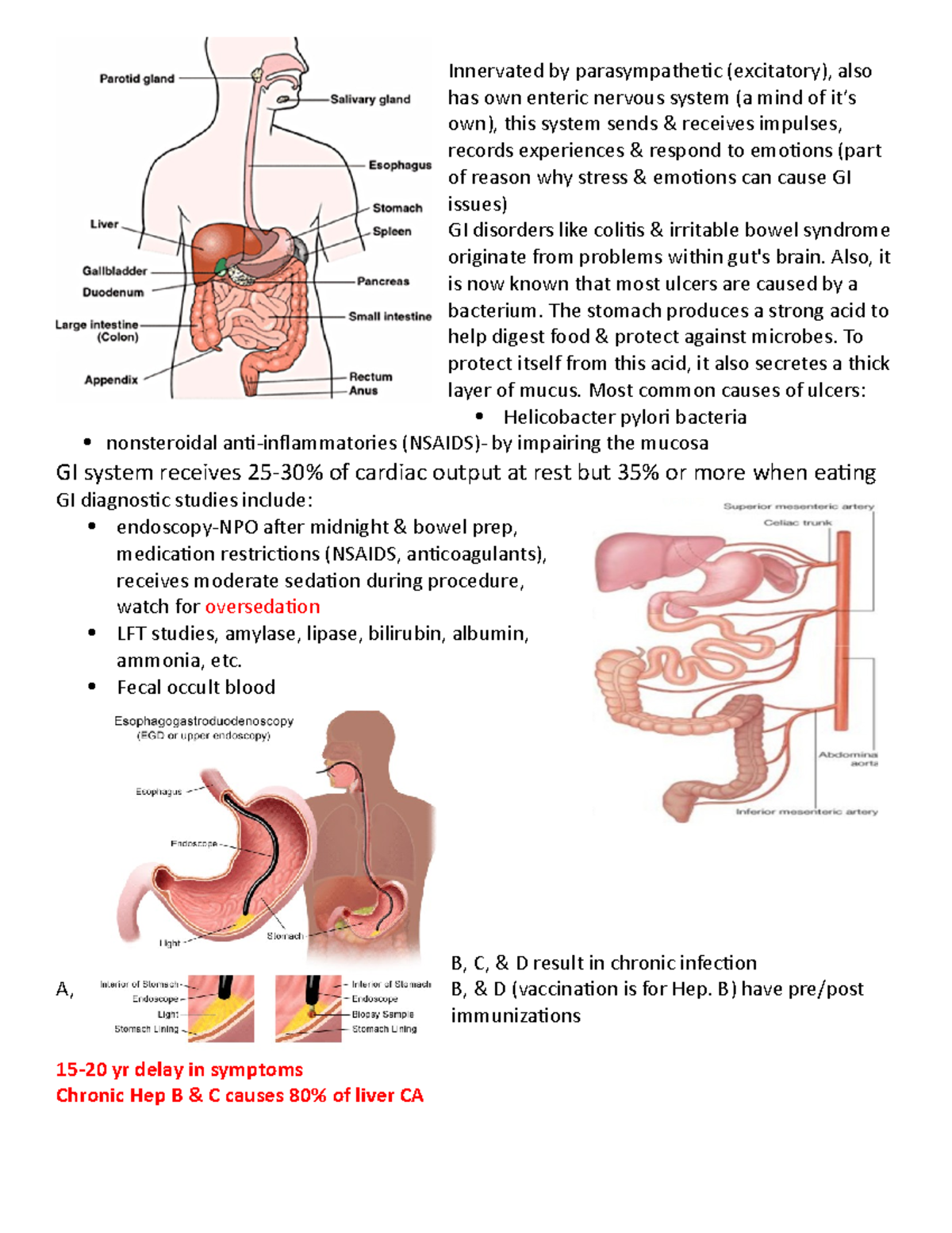 Week 5 GI handout - Innervated by parasympatheic (excitatory), also has ...