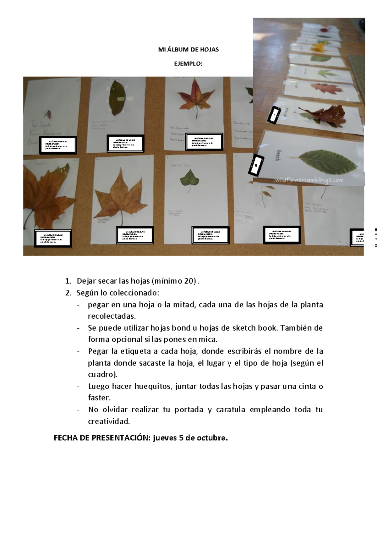 MI Álbum DE Hojas - erewr - INFORMACIÓN:MI ÁLBUM DE HOJAS La hoja ...