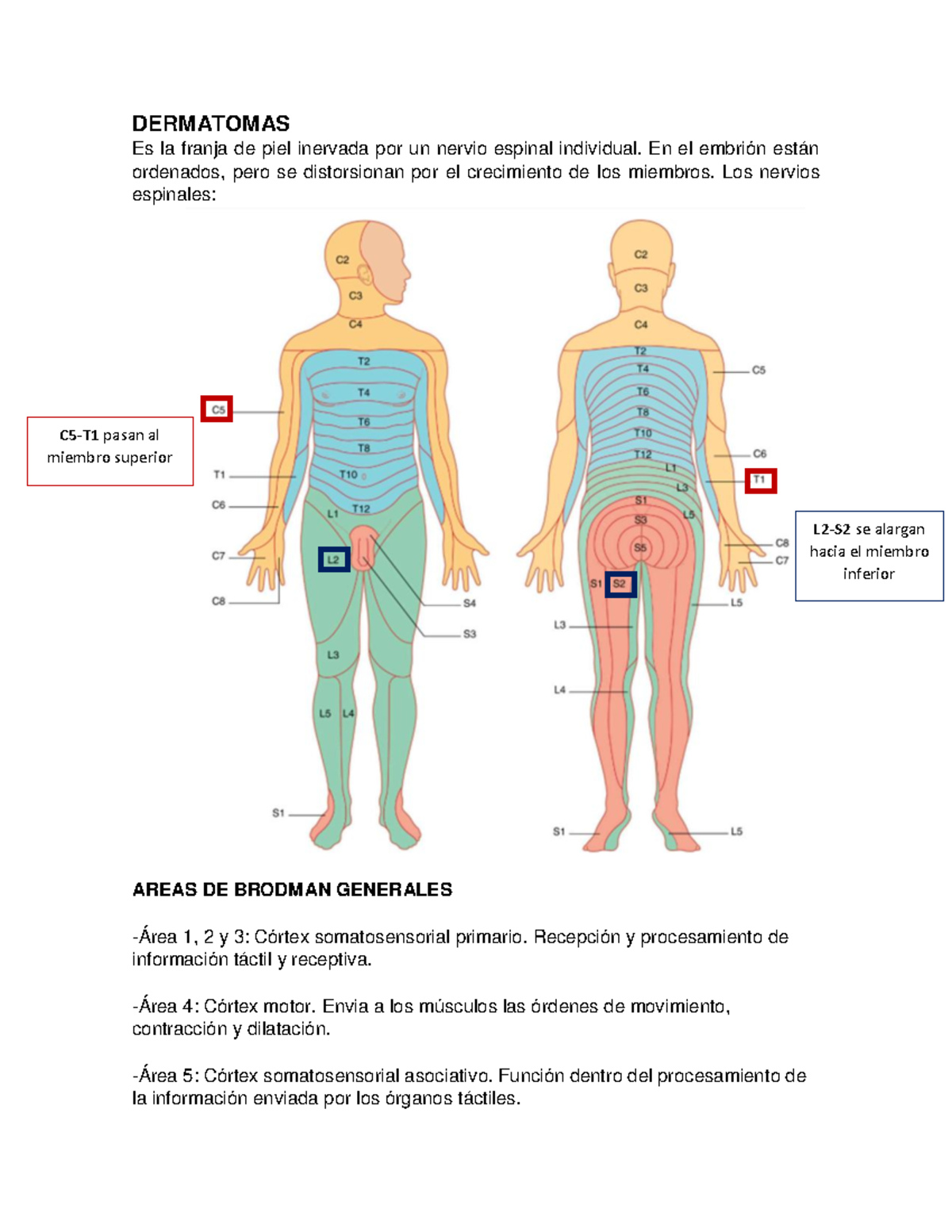 Dermatomas Areas Motoras Ordi Neuro - DERMATOMAS Es la franja de piel ...