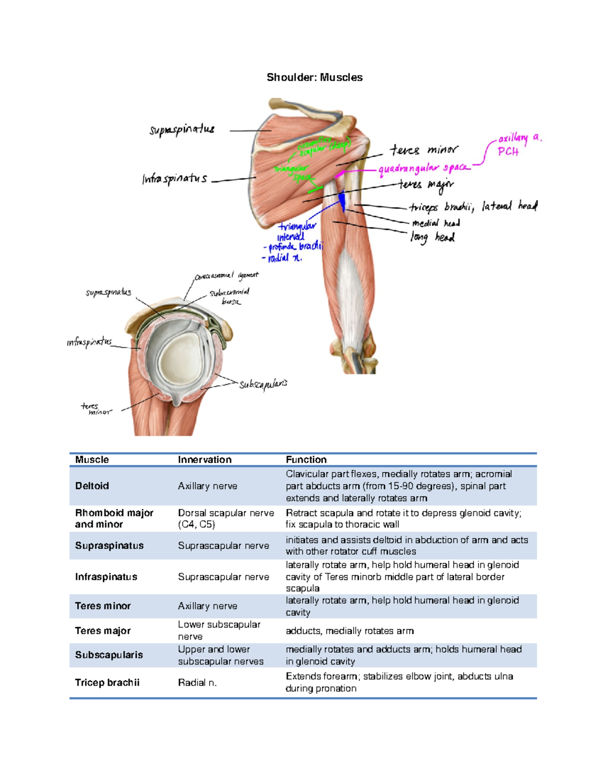 Anatomy and Physiology lecture notes -> shoulder anatomy with diagrams ...