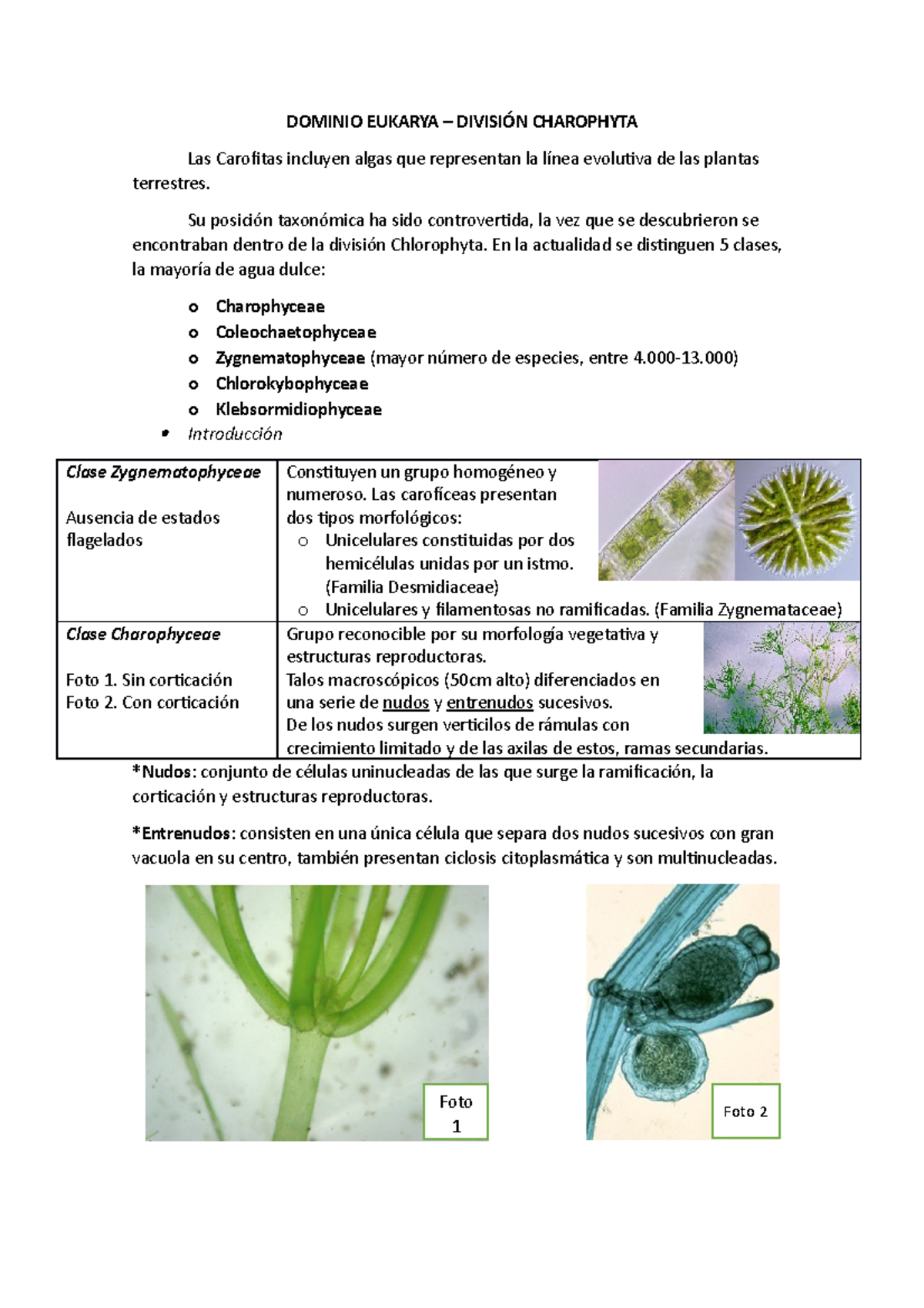 Apuntes - Dominio Eukarya Charophyta - DOMINIO EUKARYA CHAROPHYTA Las ...