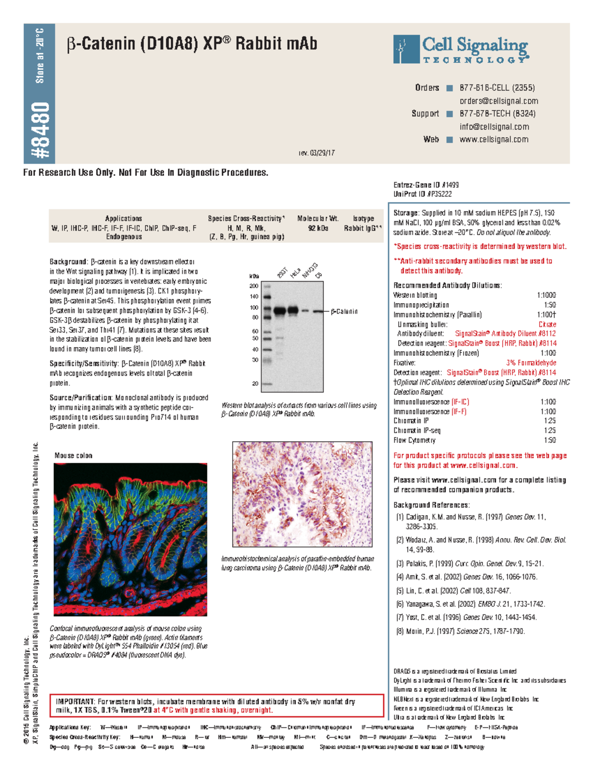 8480 - jgjh - Store at -20°C β-Catenin (D10A8) XP ® Rabbit mAb W, IP ...