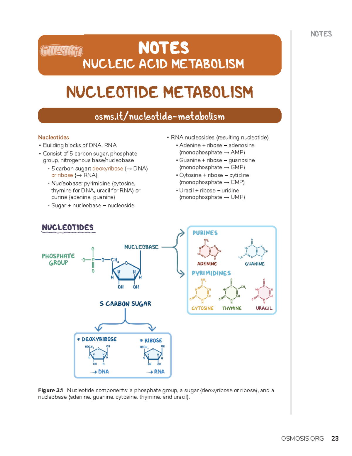32 Nitrogen Nucleotide Metabolism Basicmedical Key