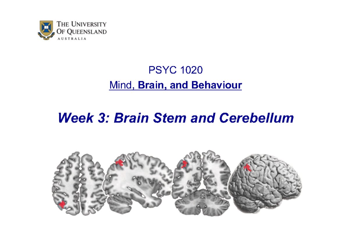 Week 3 Brainstem - PSYC 1020 Mind, Brain, and Behaviour Week 3: Brain ...
