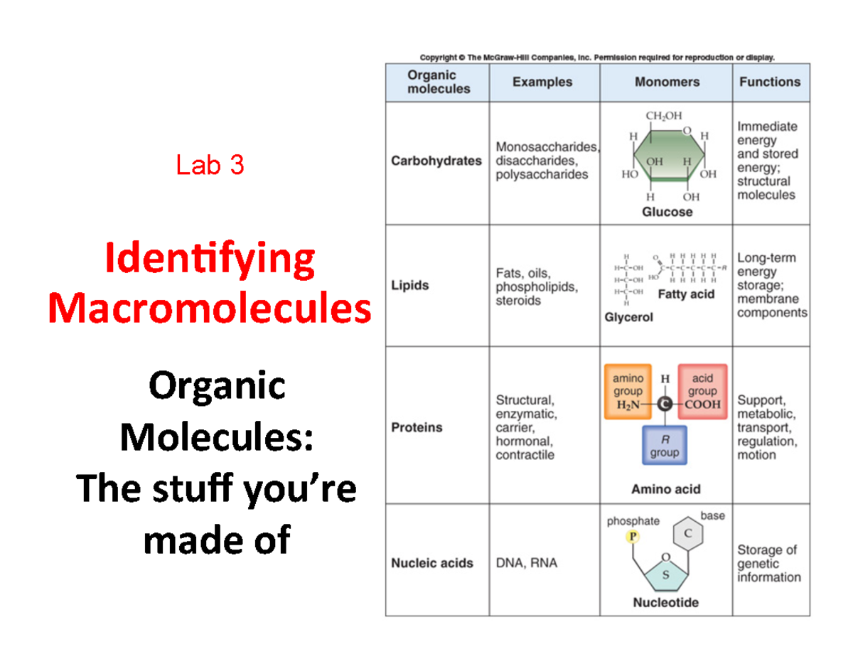 Lab 3 Macromolecules Organic Molecules - Studocu