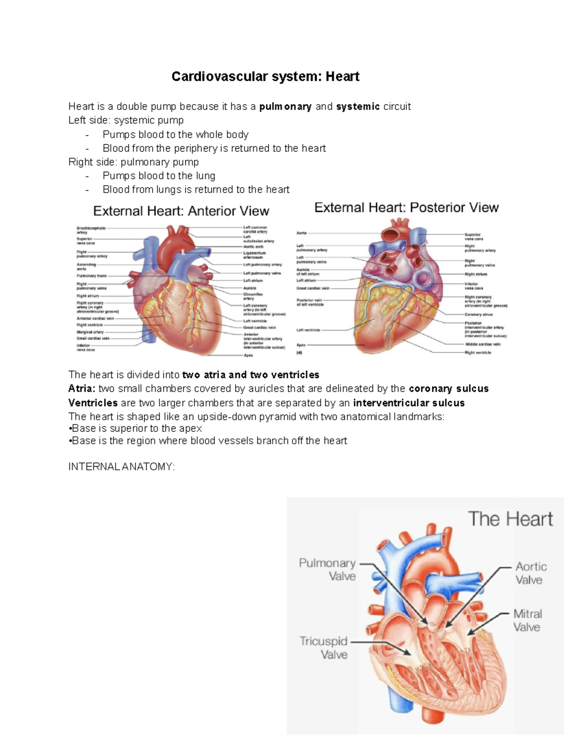 Cardiovascular System Heart BIOL216 - Cardiovascular system: Heart ...
