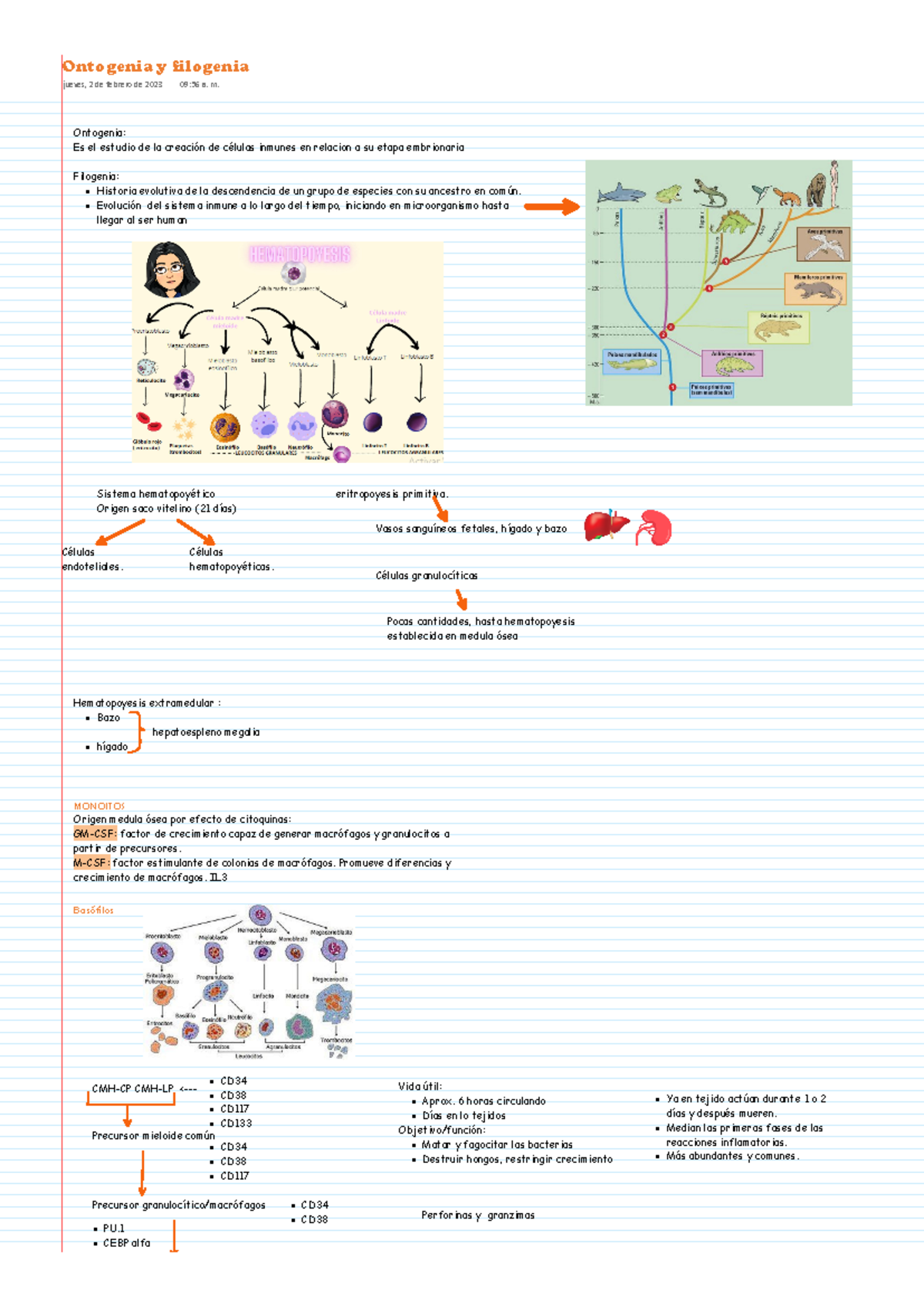 4. Ontogenia y filogenia - Ontogenia: Es el estudio de la creación de ...