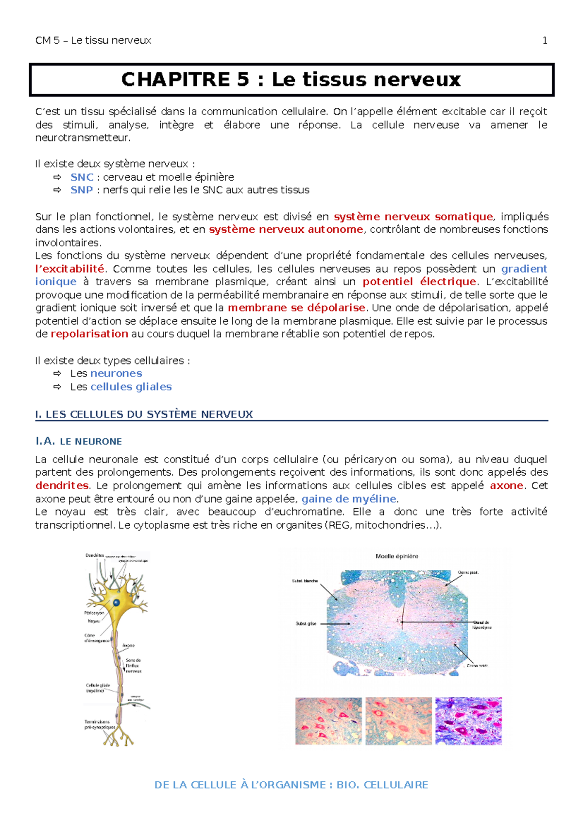 5 - Tissu nerveux - CHAPITRE 5 : Le tissus nerveux C’est un tissu ...