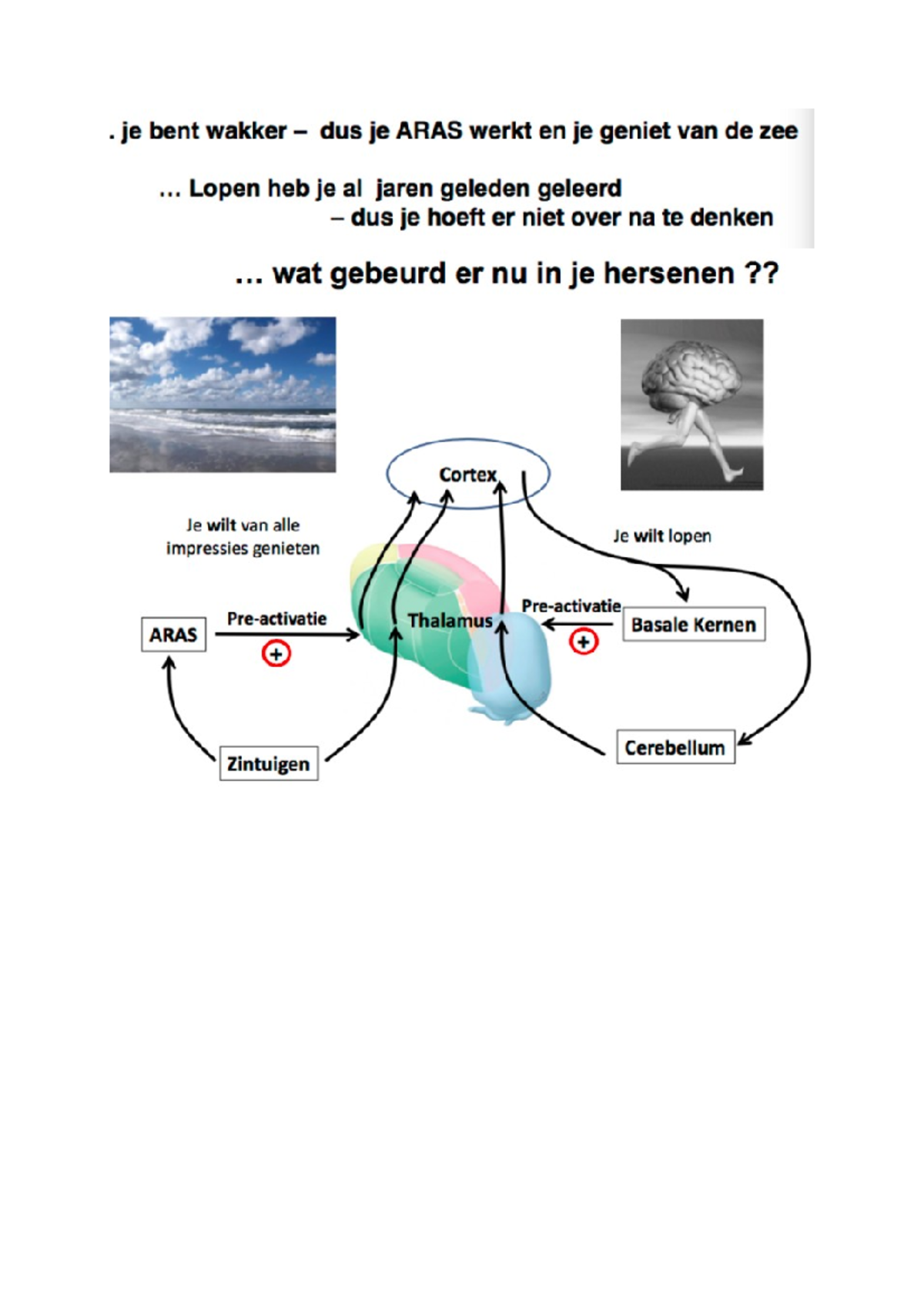 Blok 1.4 College proprioceptie - twee receptoren in detail: Buitenste ...