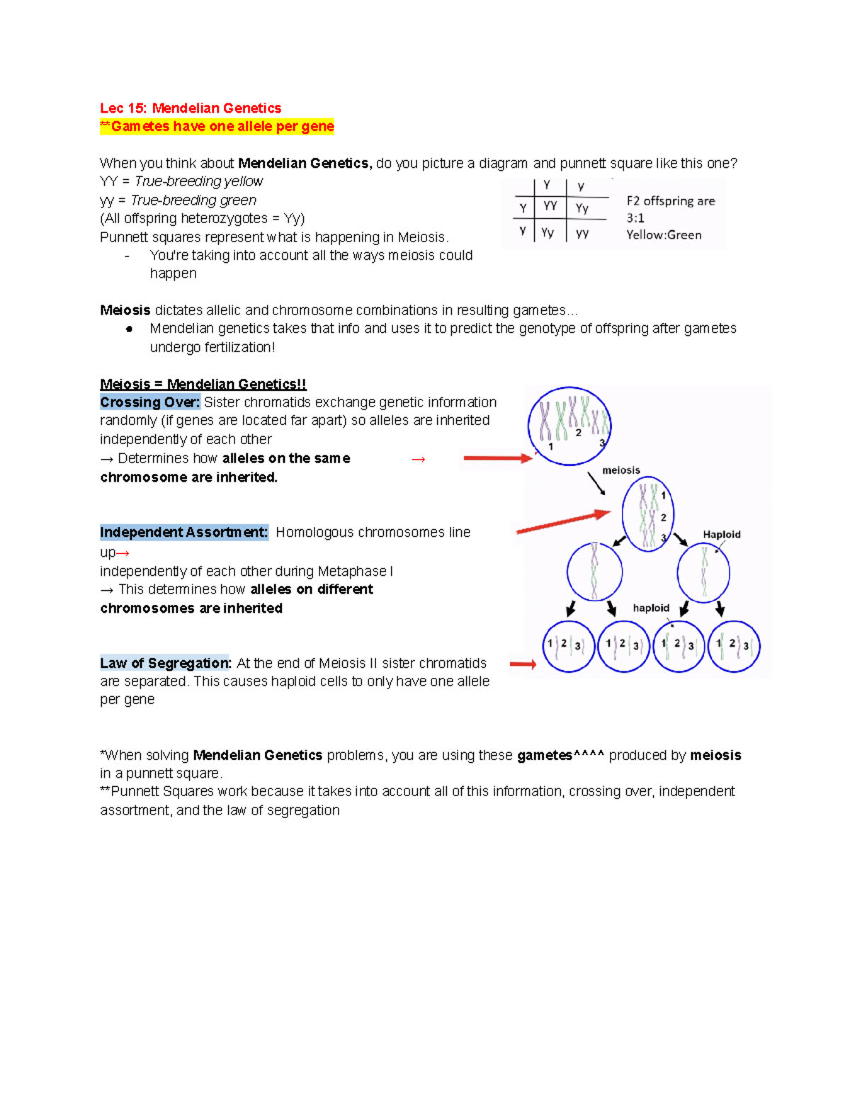 Lec 15 Mendelian Genetics - Lec 15: Mendelian Genetics **Gametes have ...