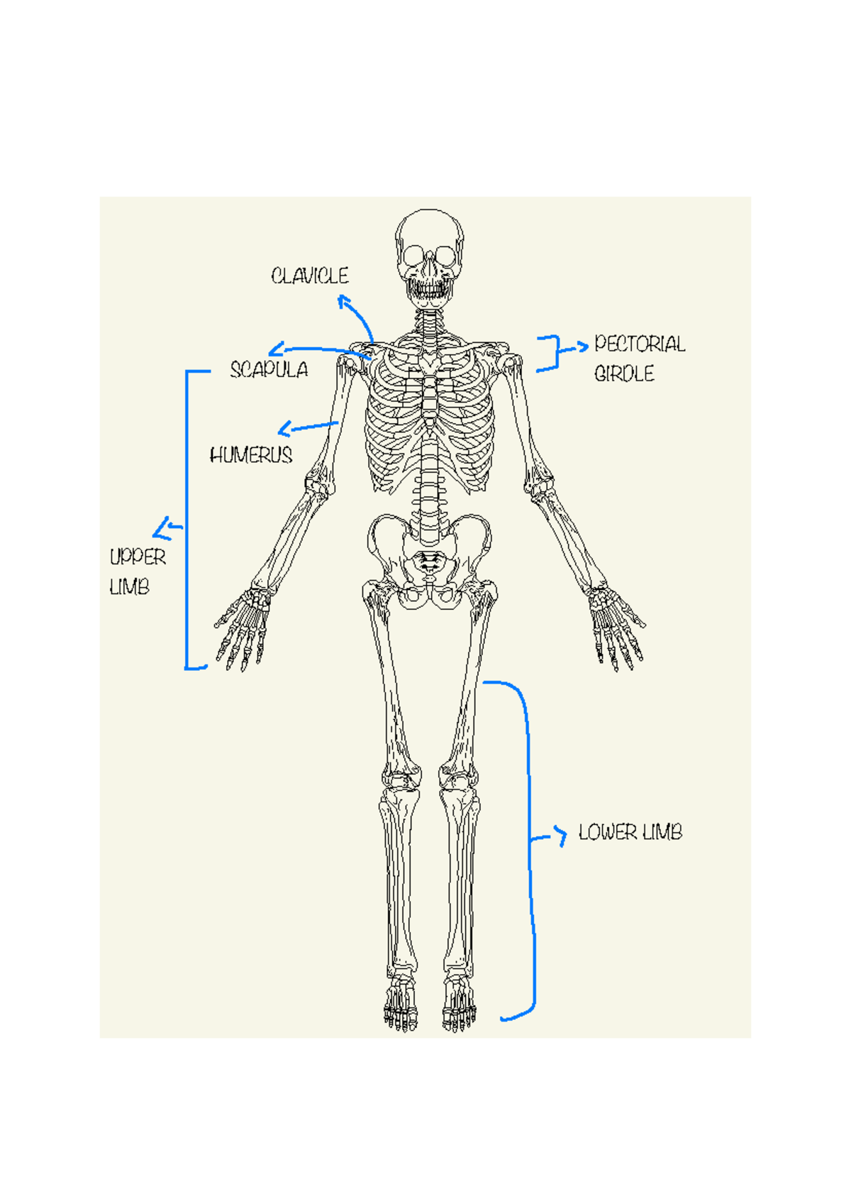 Human Full Body Skeleton - Biology - CLAVICLE SCAPULA PECTORIAL GIRDLE ...